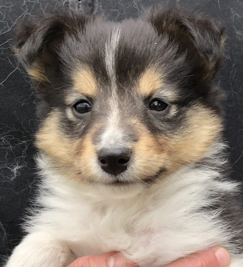 Valpar – Kennel Sandymoor